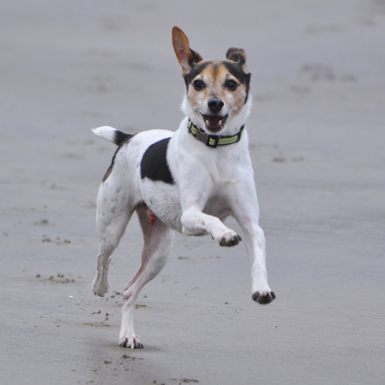 5 Life Lessons Learned from a MOG| A Dash of Adorable