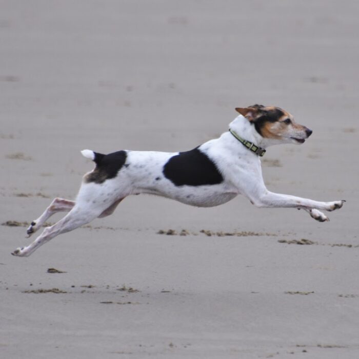 5 Life Lessons Learned from a MOG| A Dash of Adorable