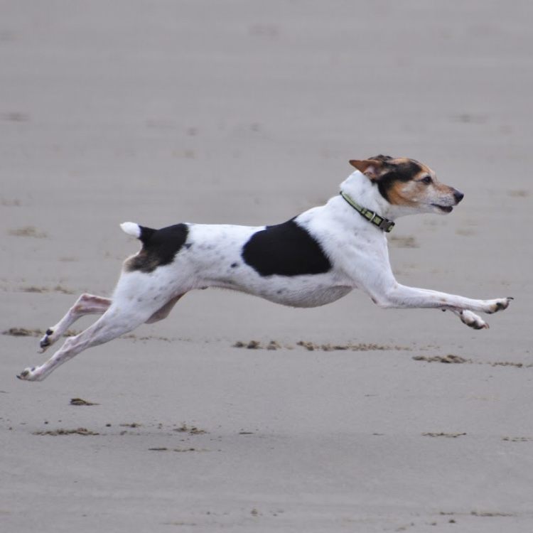 5 Life Lessons Learned from a MOG| A Dash of Adorable