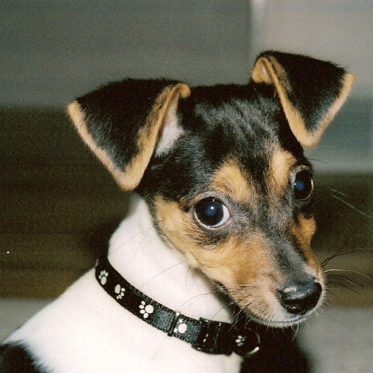 5 Life Lessons Learned from a MOG| A Dash of Adorable